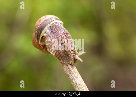 A large snail crawls on a stick on a blurred background. Close-up ...