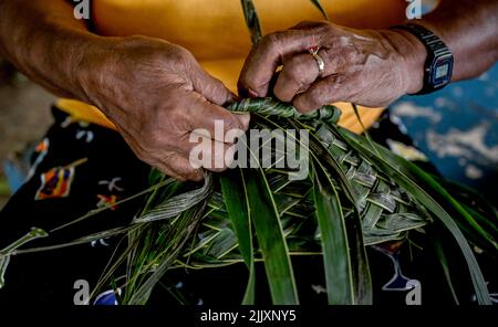 Palau, Palau. 09th July, 2022. A woman harvests the food plant taro in ...