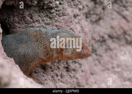 Cute common dwarf mongoose, Helogale parvula, on a sandy ground ...