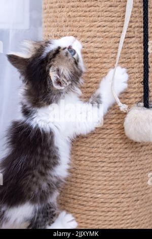 A little kitten plays with a scratching post Stock Photo - Alamy