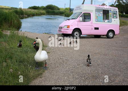 A swan and ducks and a pink ice cream van, Salthouse, Holt, Norfolk, UK ...