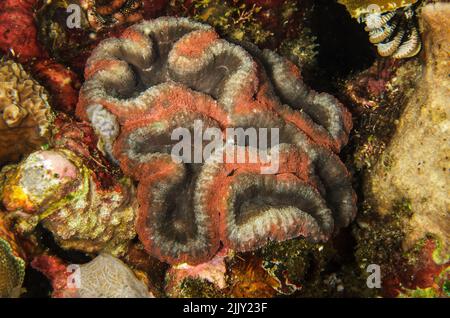Stony coral, Lobophyllia hemprichii, Mussidae, Anilao, Batangas ...