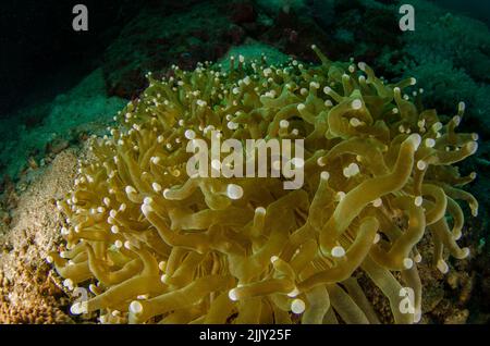 Mushroom Coral, Heliofungia actiniformis, Fungiidae, Anilao, Batangas ...