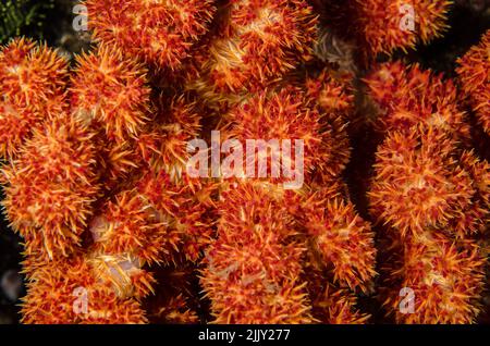 Soft coral, Dendronephthya hemprichi, Nephtheidae, Anilao, Batangas ...
