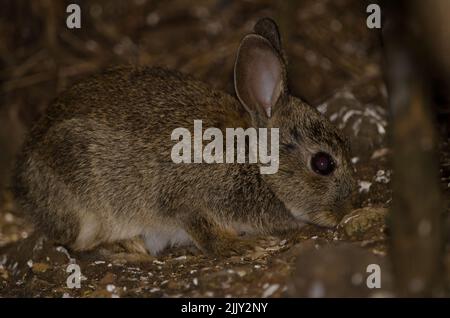 European rabbit Oryctolagus cuniculus. The Nublo Rural Park. Tejeda ...