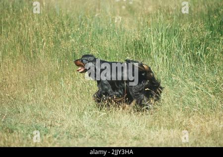 Gordon Setter running in tall grass in field Stock Photo - Alamy