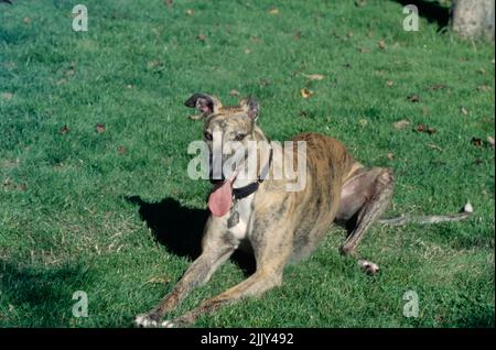 Greyhound laying in grass in yard Stock Photo - Alamy