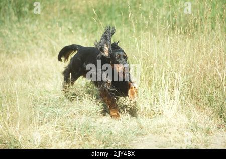 Gordon Setter running in tall grass in field Stock Photo - Alamy