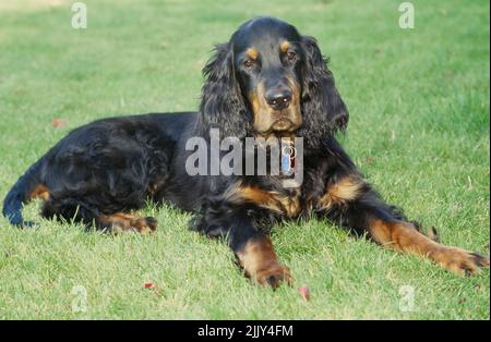 Gordon Setter laying in grass in front of plants Stock Photo - Alamy