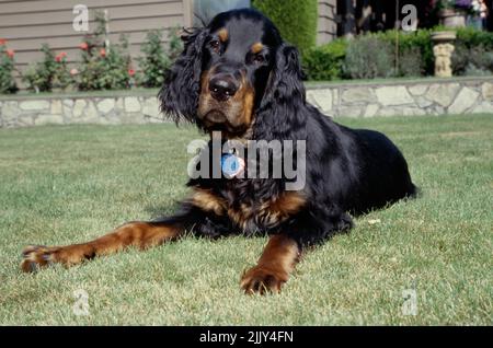 Gordon Setter laying in grass Stock Photo - Alamy