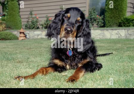 Gordon Setter laying in grass Stock Photo - Alamy