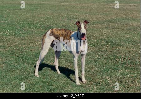 Greyhound standing in grass Stock Photo - Alamy