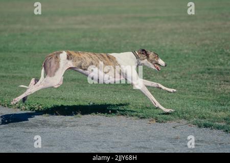 Greyhound running in grass Stock Photo - Alamy