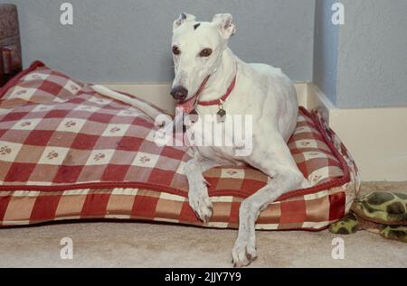 Greyhound laying in bed inside Stock Photo - Alamy