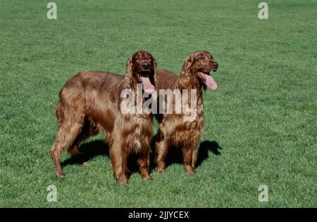 Irish Setters in grass Stock Photo - Alamy