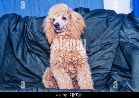 Toy Poodle sitting on black couch Stock Photo - Alamy