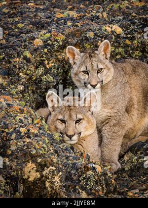 Kittens snuggling in the rocks, Pumas (Puma concolor), Torres del Paine ...