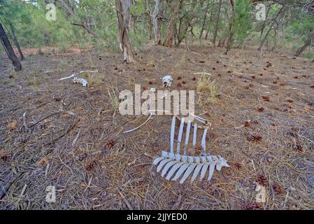 Old decayed bones of an animal that died in Grand Canyon National Park ...