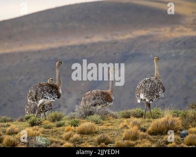 Great American Rheas (Rhea americana), Torres del Paine National Park ...