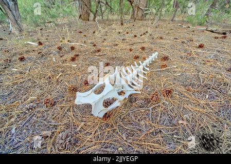 Old decayed bones of an animal that died in Grand Canyon National Park ...