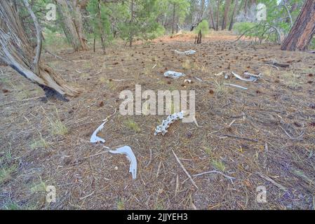 Old decayed bones of an animal that died in Grand Canyon National Park ...