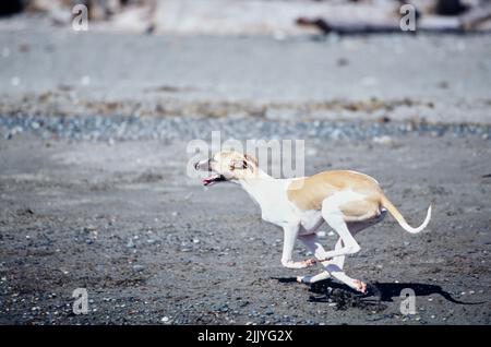 Whippet running outside on beach shore line carrying piece of wood in ...