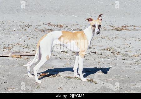Whippet standing outside on beach shore line Stock Photo - Alamy