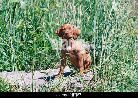 Vizsla puppy sitting on stone outside Stock Photo - Alamy