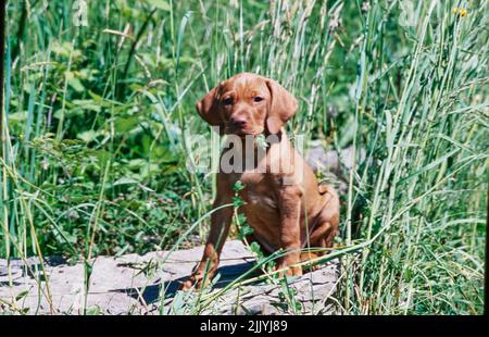 Vizsla puppy sitting on stone outside Stock Photo - Alamy