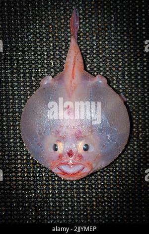 Chaunax pictus, a species of deep-sea fish, is known for its unique ...