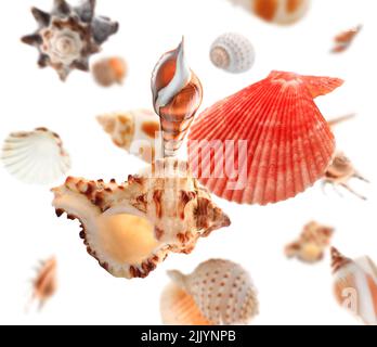 Many falling sea shells on white background Stock Photo - Alamy