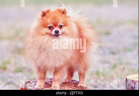 A Pomeranian dog on a tree stump Stock Photo - Alamy