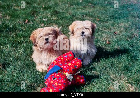 Two Lhasa apso dogs on grass Stock Photo - Alamy