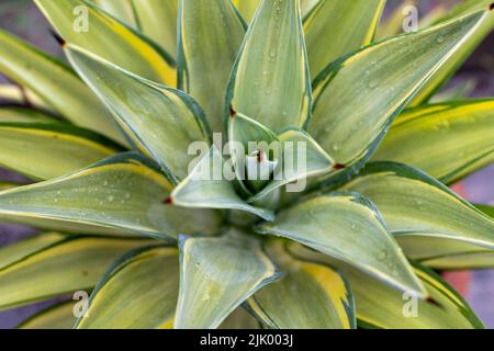 Agave desmettiana green leaves with yellow edges plant in a concrete ...