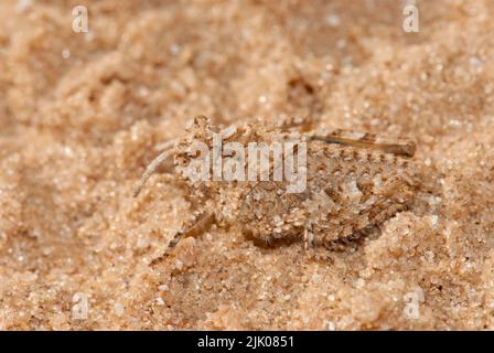 Grasshopper camouflage on sand Stock Photo - Alamy