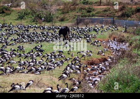 Flock of Magpie Geese in field with Dairy Cows Stock Photo - Alamy
