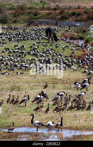 Flock of Magpie Geese in field with Dairy Cows Stock Photo - Alamy