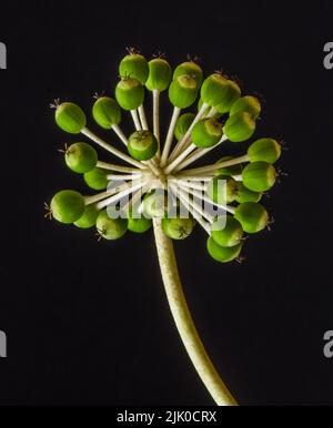 Castor oil plant seed pod opening Stock Photo - Alamy