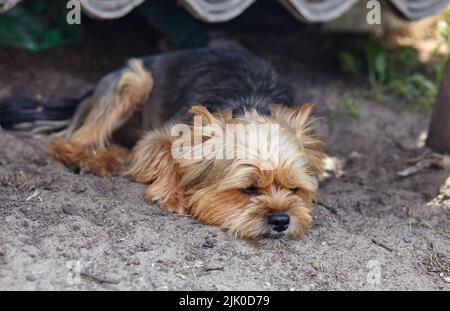 Yorkshire terrier laying down outdoors. Portrait of sad dog Stock Photo ...