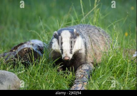 Badger at RSPB Wild Haweswater Stock Photo - Alamy