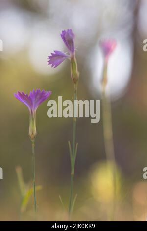 Wild Carnation flower in nature, close up flower head Stock Photo - Alamy
