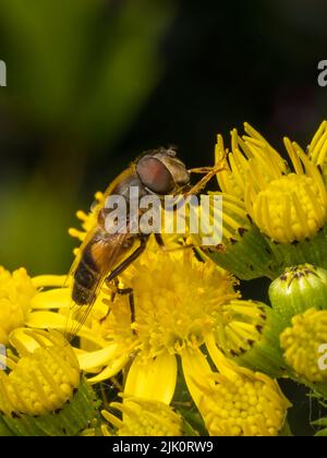 Hoverfly species on Common Ragwort Senecicio jacobaea flowers ...