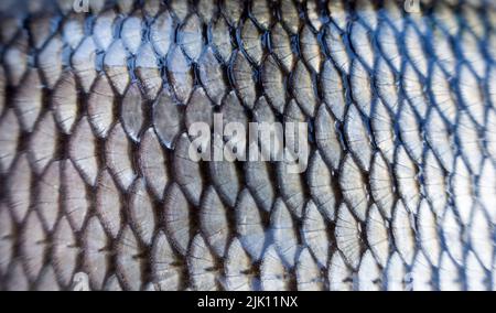 Nerfling; orfe; ide (Leuciscus idus) portrait isolated on a white ...