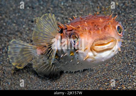 Birdbeak burrfish (Cyclichthys orbicularis), when in danger, it ...