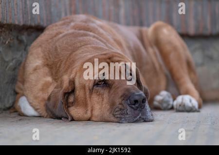 Broholmer brown dog breed lying on the grass and looking into camera ...