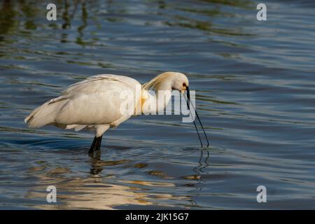 Eurasian Spoonbill (Platalea leucorodia), Donana National & Natural ...