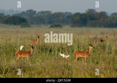 Deer in Donana National Park in Spain A UNESCO World Heritage Site ...
