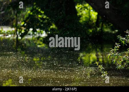 Cloud of midges above water in early summer Stock Photo - Alamy