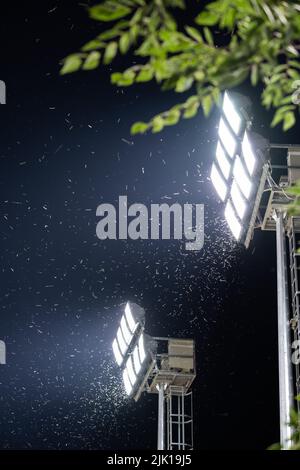 Swarm of insects and mosquitoes around the lamp of an electric ...