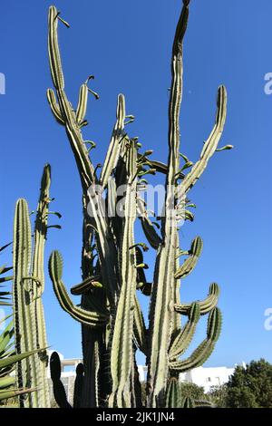 Spiny tall cactus tree called Cereus jamacaru with thick, succulent ...